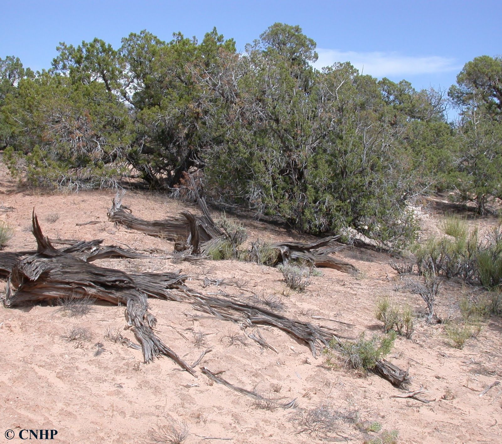 CNHP Blog: Ecological Systems: Colorado Plateau Pinyon-Juniper