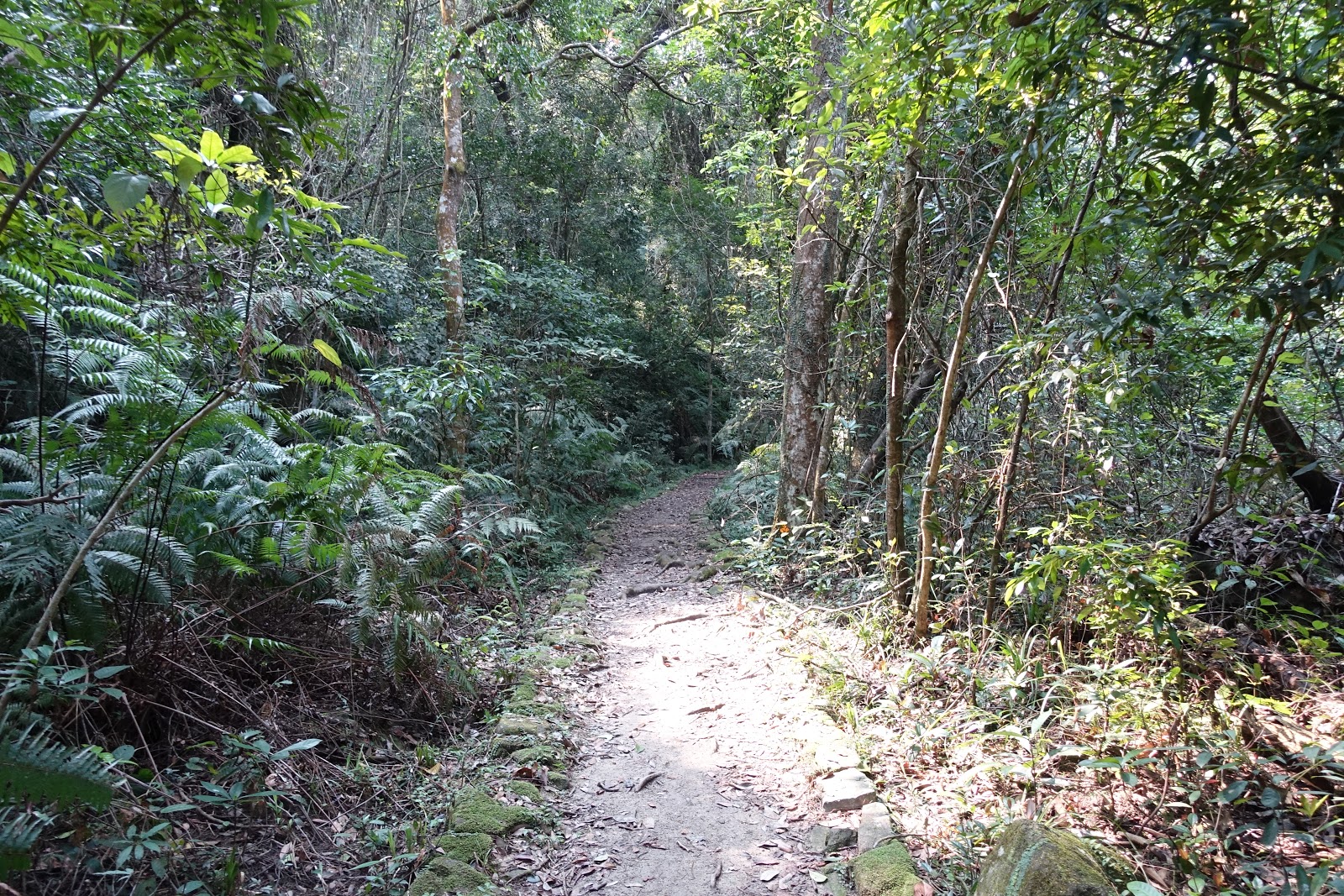消耗五百食翻一千※香港行山記: 大埔滘藍路 Tai Po Kau Forest Blue Walk