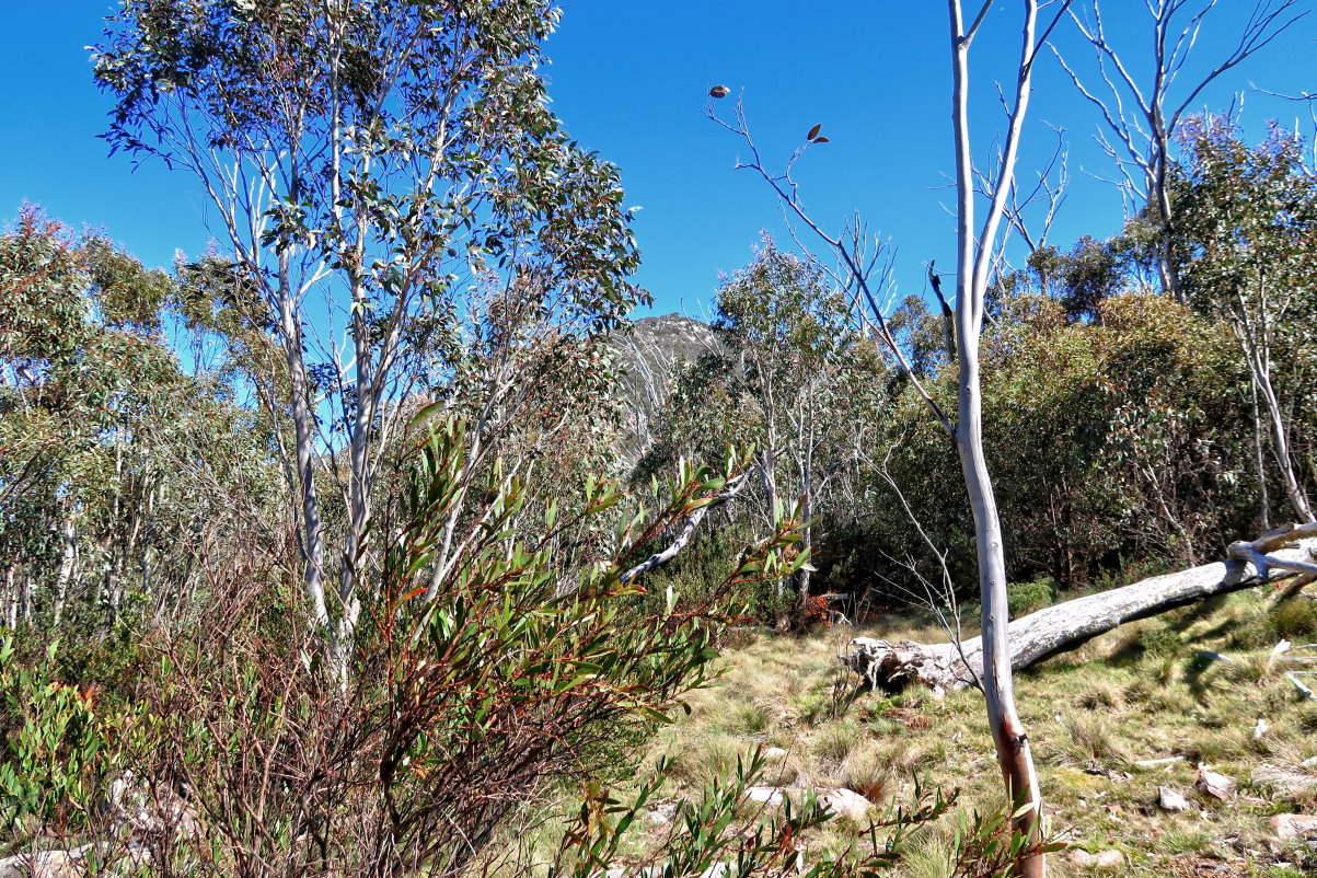 Mountains: Tidbinbilla Mountain and The Pimple, ACT, Australia