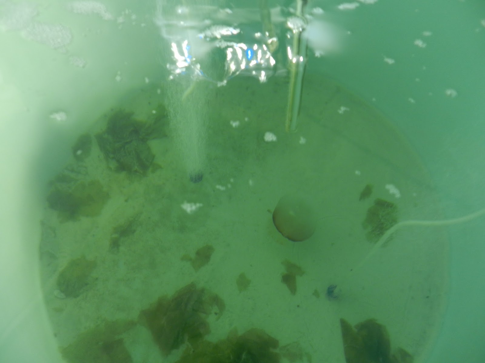 Raising Pet Jellyfish: Pictures of my jellies