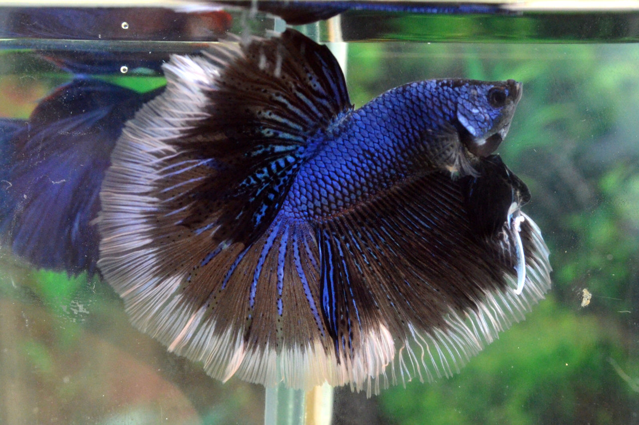 HM364 - Tricolor Butterfly Dragon (BIG FORM) ! ~ Betta 138