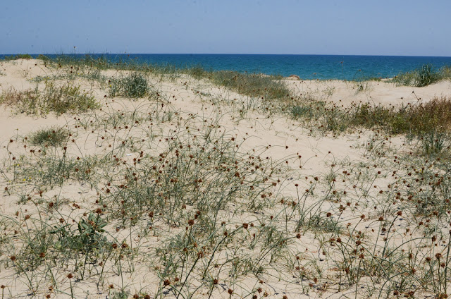 ALMANAQUE NATURAL: Arenales Levantinos