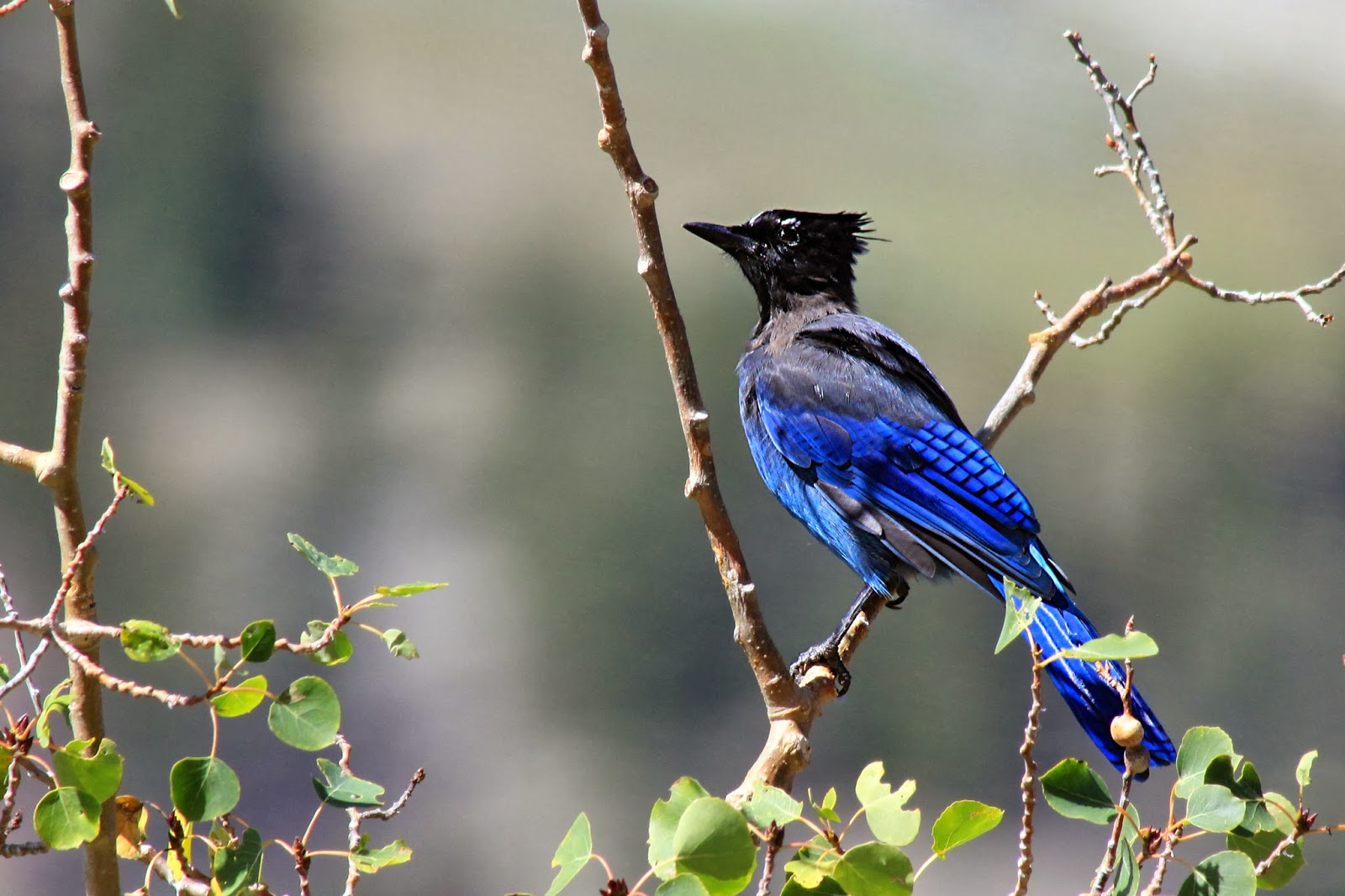 Utah Birders | Birding Blog, Utah Birds, Utah Birding, Utah Bird ID ...
