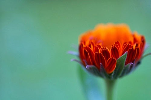 cvece za baste | dvoriste | sobe : neven | gajenje | caj | neven ...