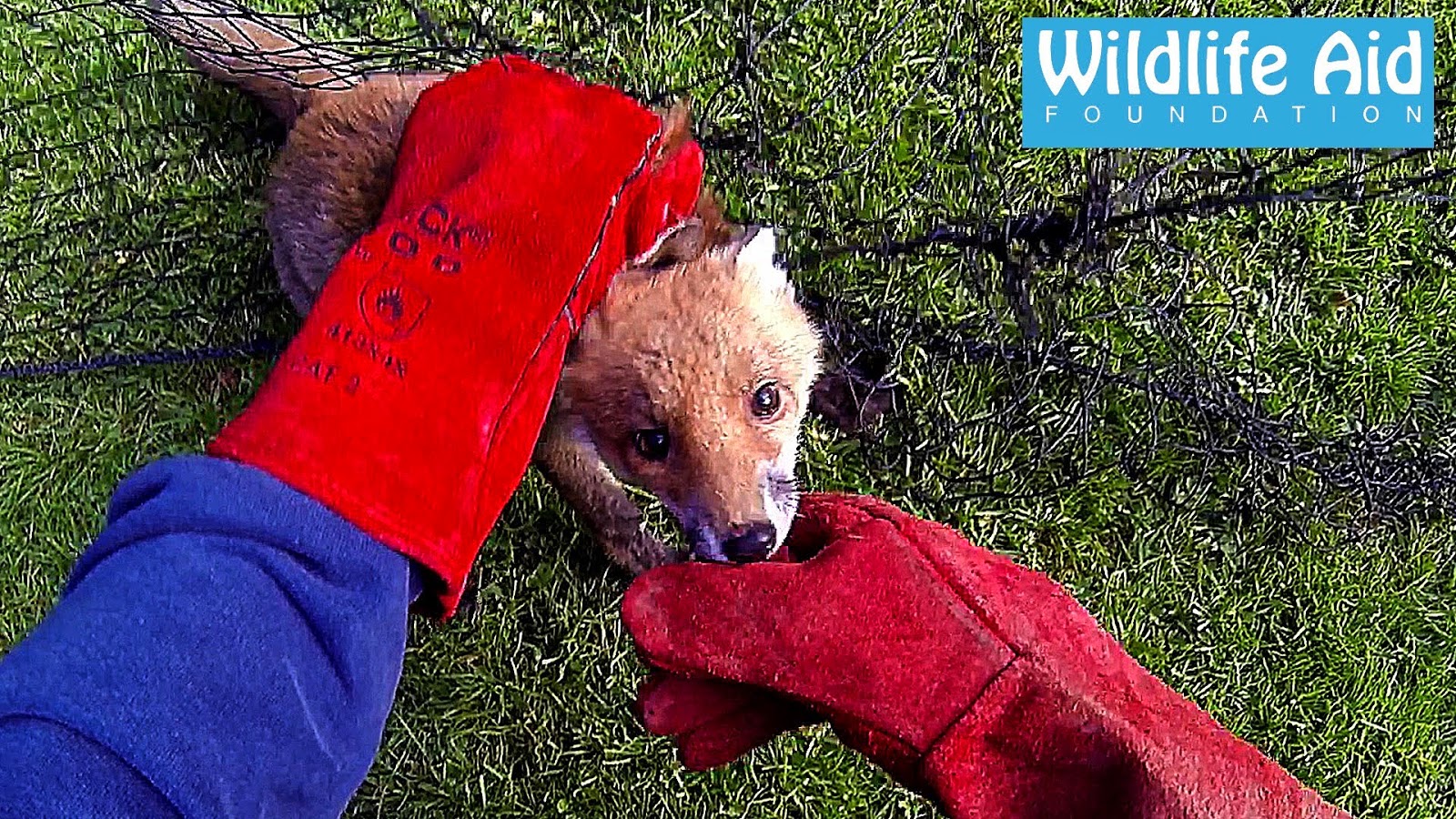 White Wolf : Watch This British Man Rescue A Scared Baby Fox (VIDEO)