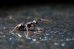 The Hippie Housewife: Invasion