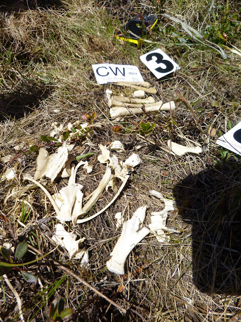 The 1,000-Mile Great Lakes Adventures: Moose...in a Jar??