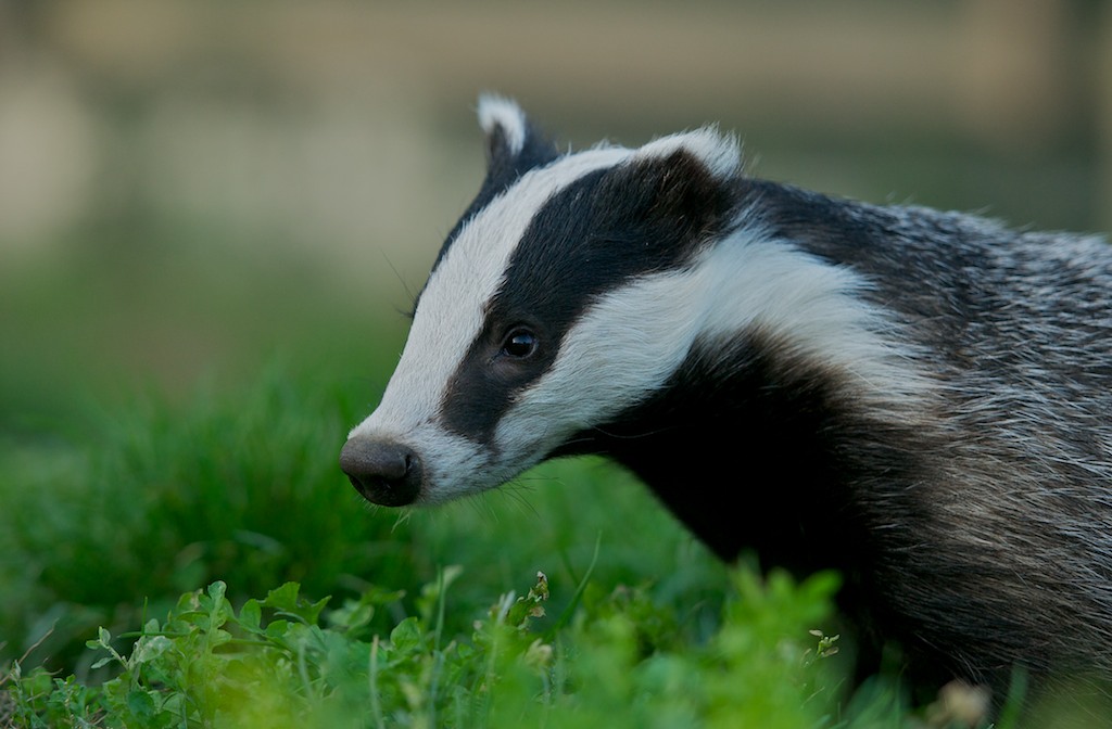 British Wildlife Centre ~ Keeper's Blog: National Badger Day