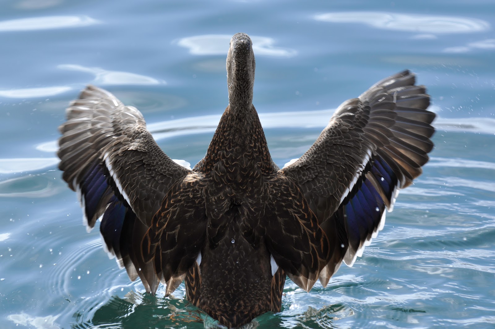 200 Birds: Mexican Duck in Utah