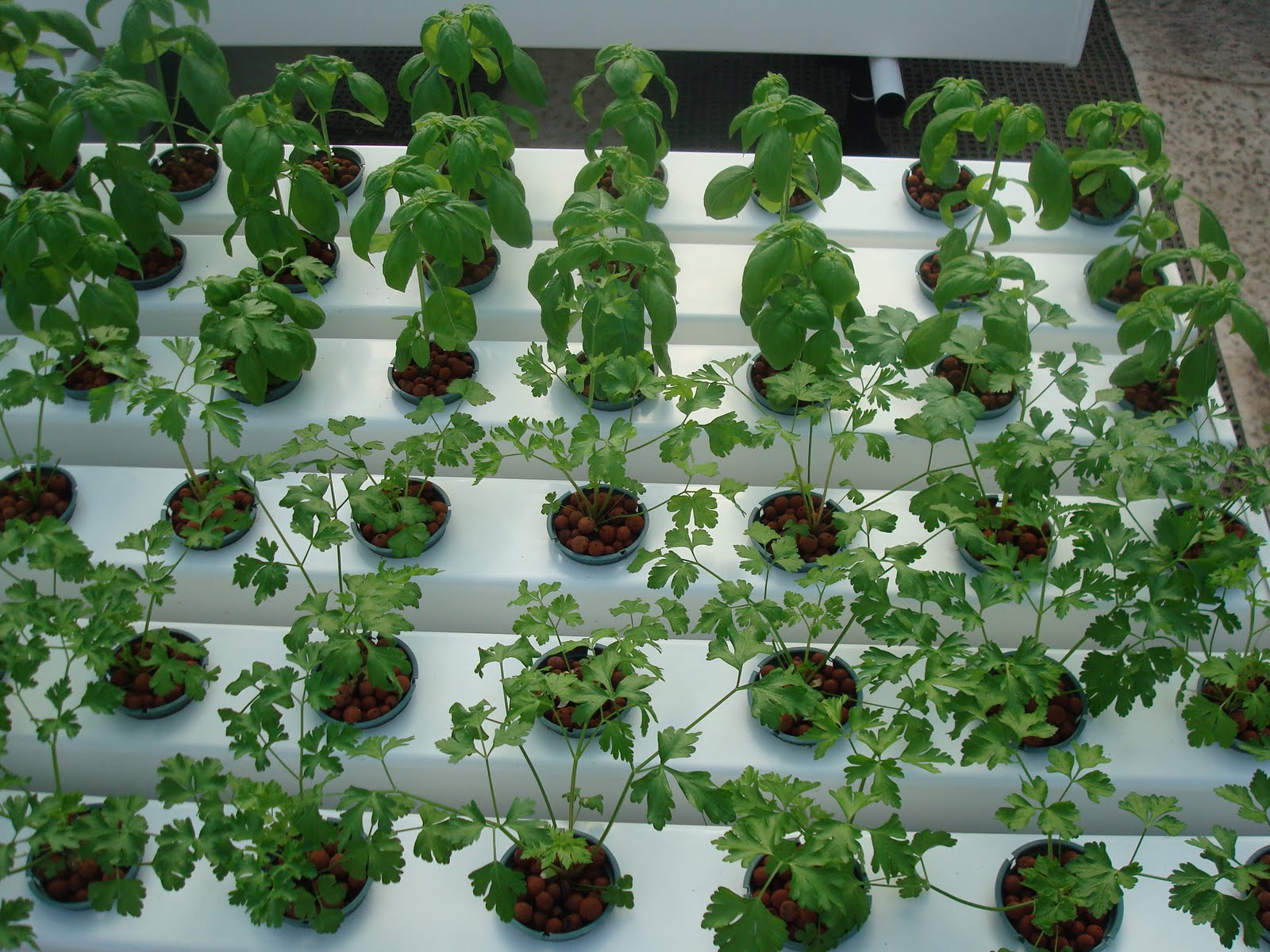 The Vegetable Garden: Hydroponics at Fox Valley Technical College