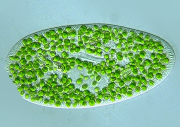 blogorrhea: A surprise in an algal virus