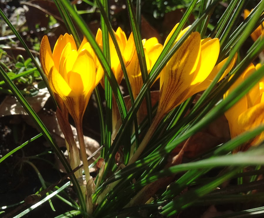 purple podded peas: 100 Flowers : #009 Golden Crocus