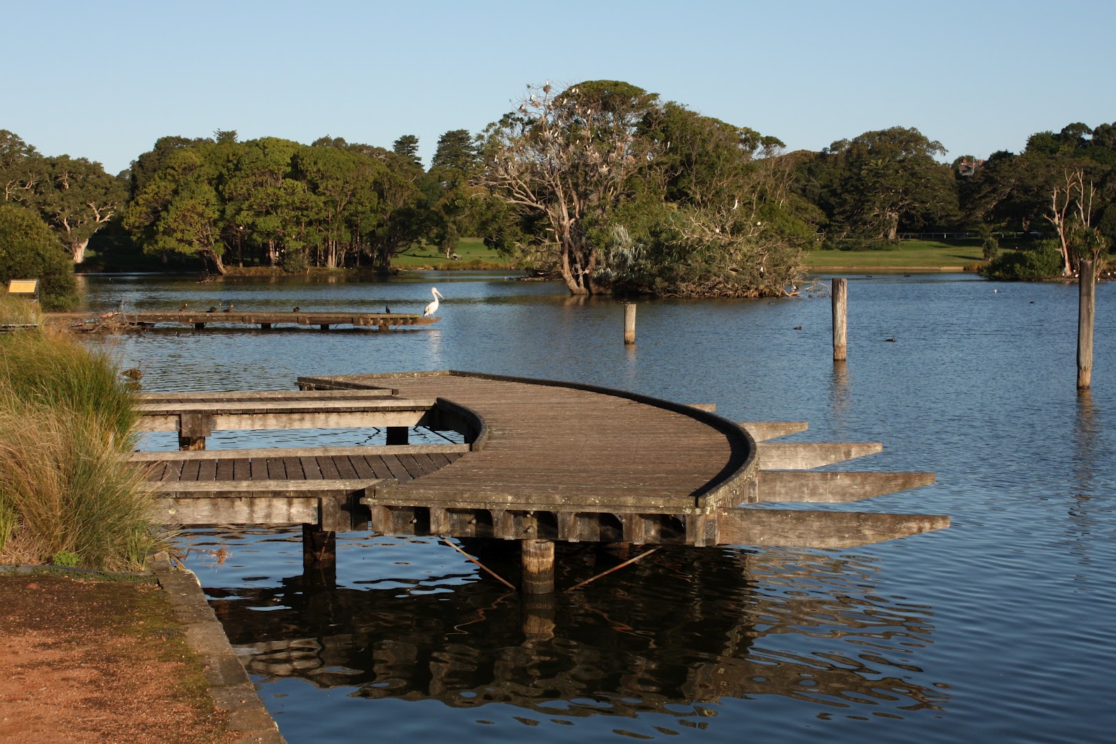 Sydney - City and Suburbs: Centennial Park, Duck Pond