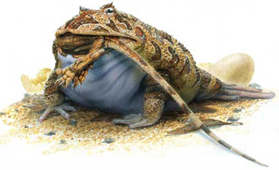 WHAT IS THE WORLD'S LARGEST FROG? |The Garden of Eaden