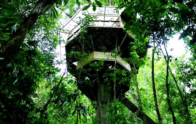 The Flying Tortoise: Treehouses In The Costa Rican Rainforest...