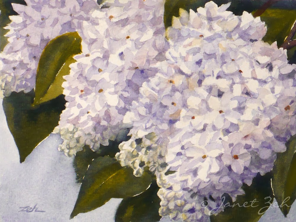 Janet Zeh Original Art Watercolor and Oil Paintings: White Lilac Flower ...