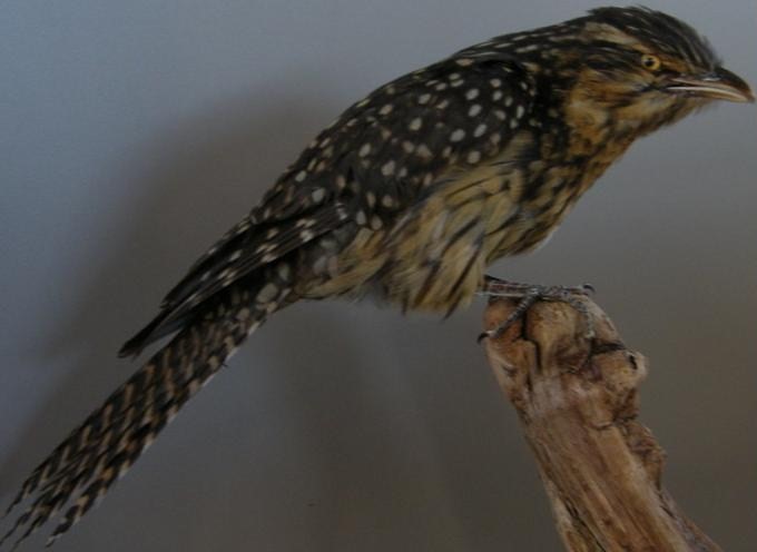 Tongan Tropical Moist Forests: Avifauna