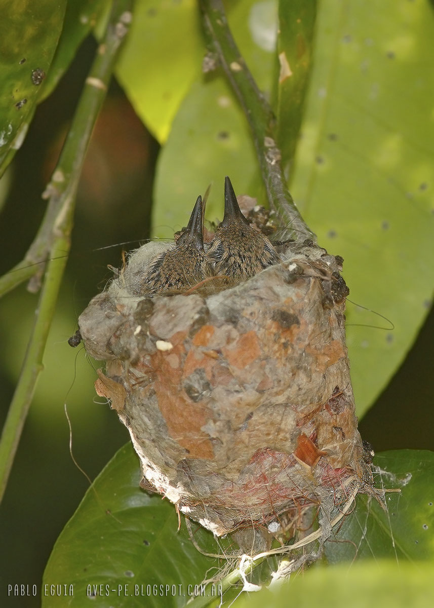 mis fotos de aves: Chlorostilbon lucidus Picaflor Verde Glittering ...