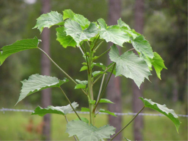 Welcome to the Wonderful World Of Kenaf Entrepreneurship: kenaf - The ...