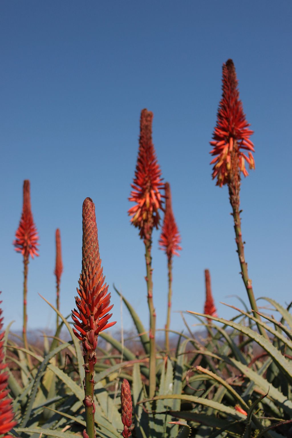 Towerwater Aan De Breede: Ode vir ‘n Rooi Aalwyn