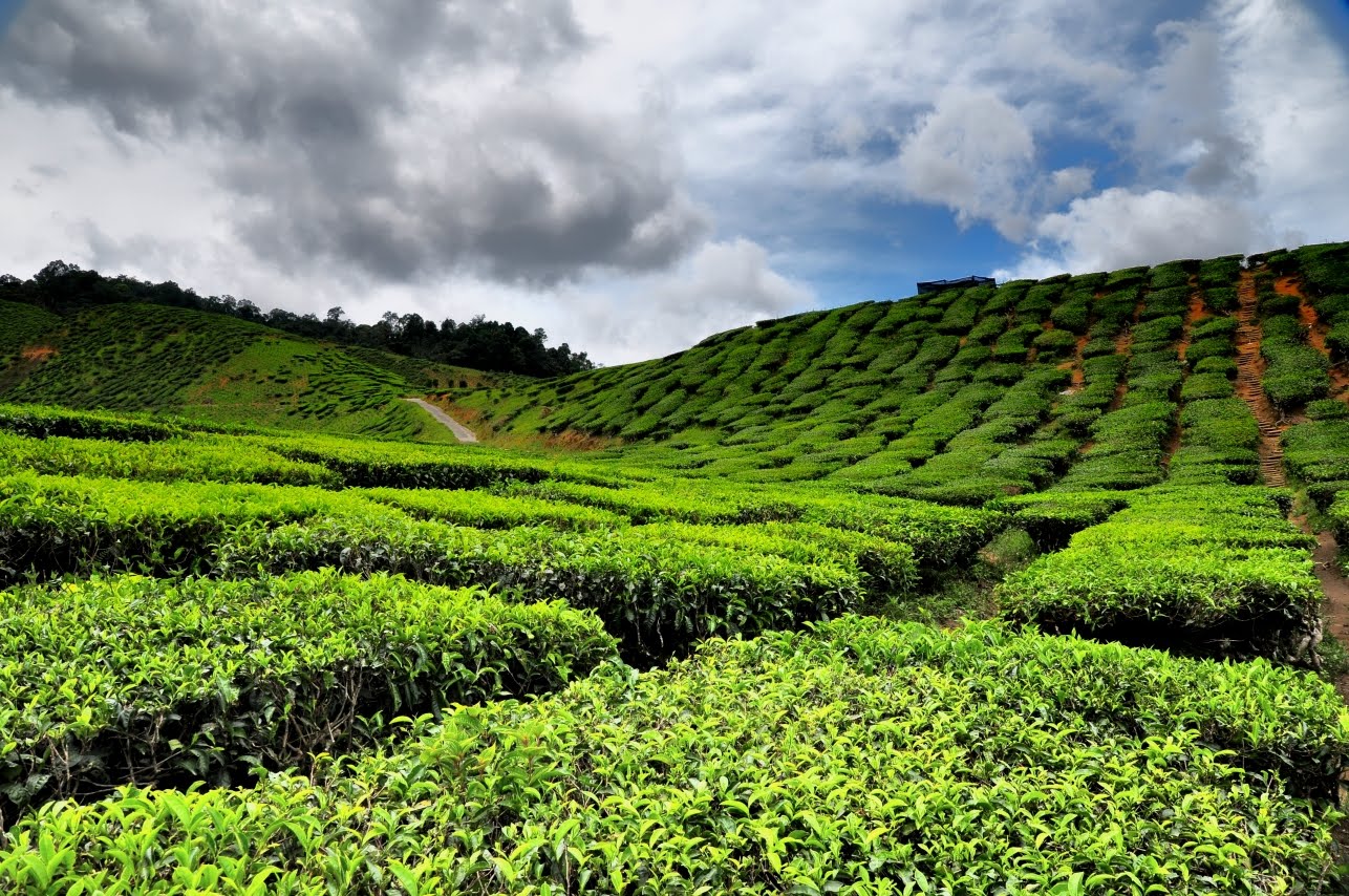 Baby `N' Me: Cameron Highlands Bharat Cameron Tea Plantation