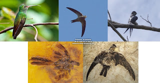 Palaeos, la historia de la Vida en la Tierra: mayo 2013