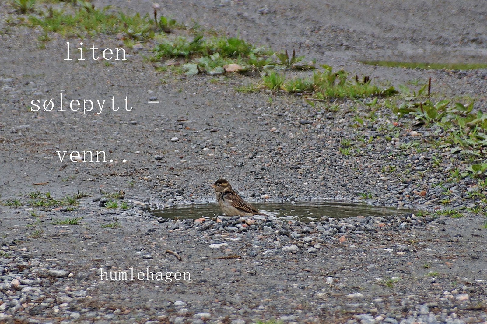 Sølepytt-venner..
