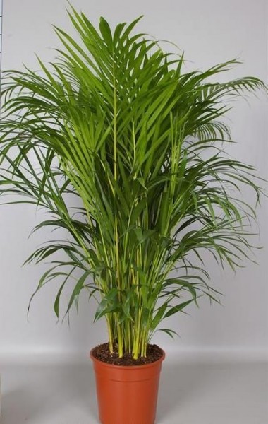 9 Plante de apartament capabile sa curete aerul - Floare de tei