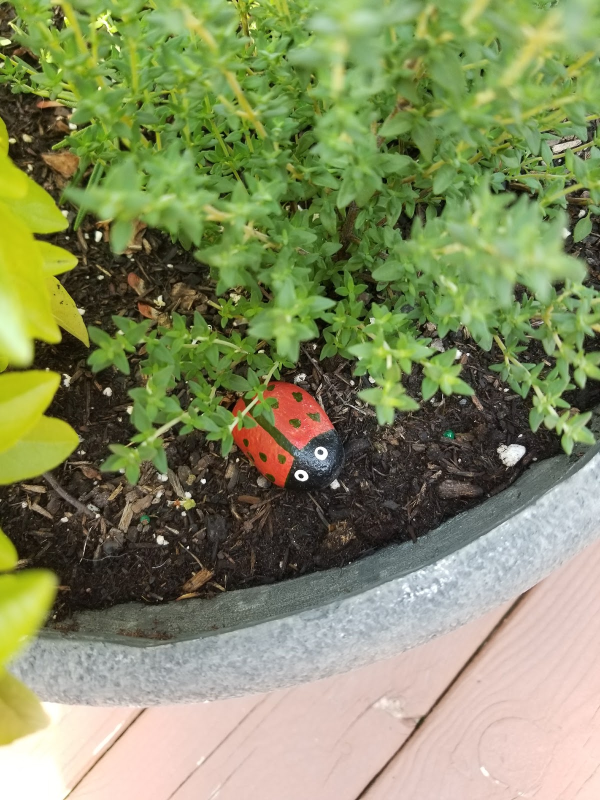 Gardening with Kids and DIY Ladybugs!