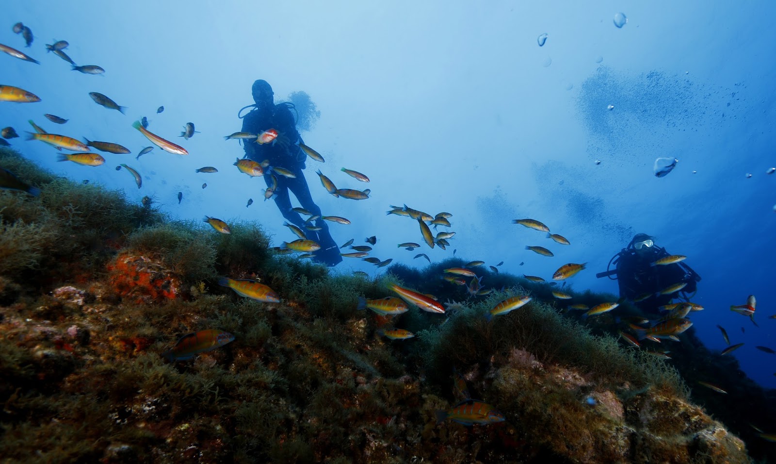 Best Spot Azores PADI 5* Dive Center: Dive Ponta Delgada Buceo Azores ...