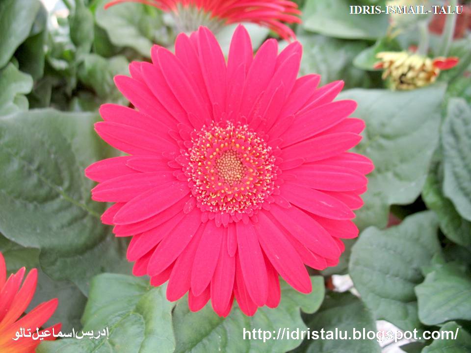 IdrisTalu: Daisy Cameron Highlands