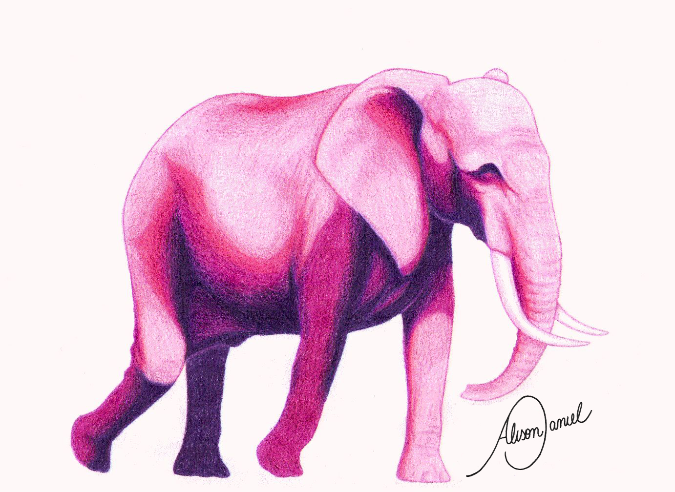 Alison Daniel: Elefante rosa