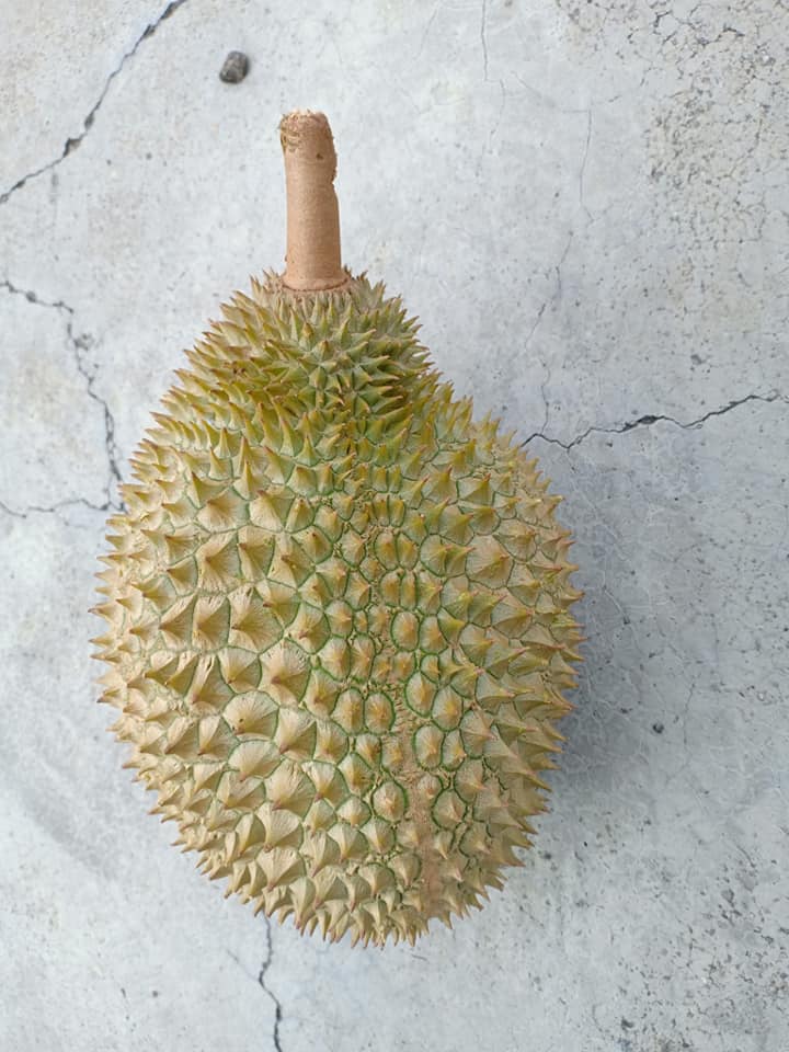D2 - Durian D2 Dato' Nina