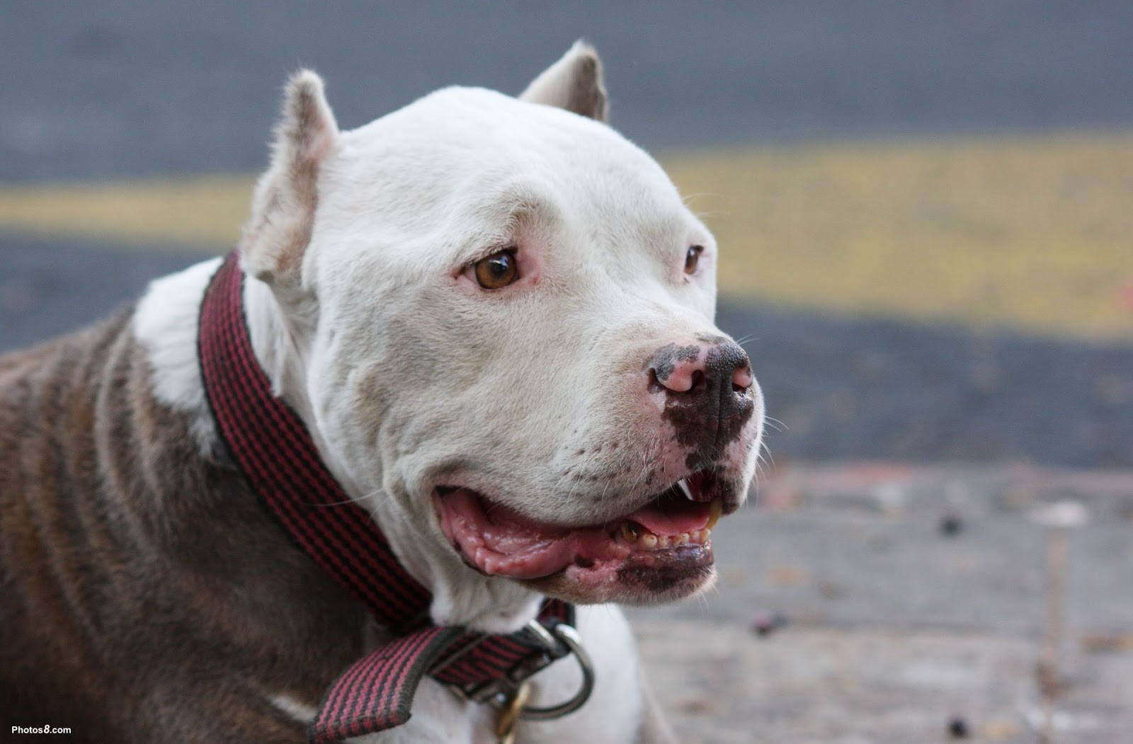 Game Breed Pit Bull Terrier Dog Names For Males And Females game-breed-pit-bull-terrier-dog-names-for-males-and-females