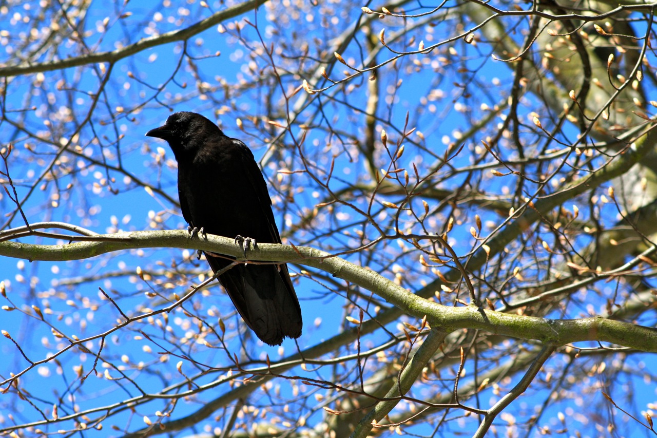 Shoreline Area News: Backyard Birds: American Crow