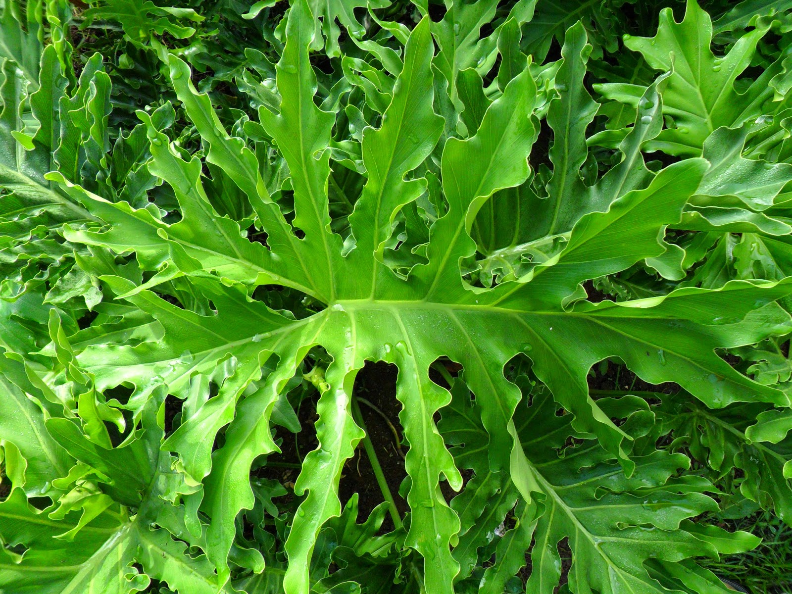 JUAL BIBIT,DAUN, POHON PHILODENDRON