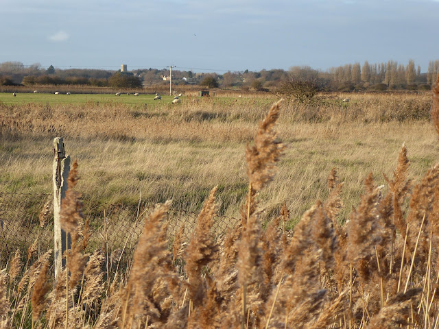 Wild and Wonderful: Shingle Street, a Wild Stretch of Suffolk Coast