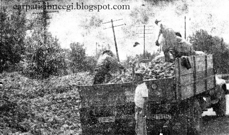 Carpati si Bucegi: SR 113