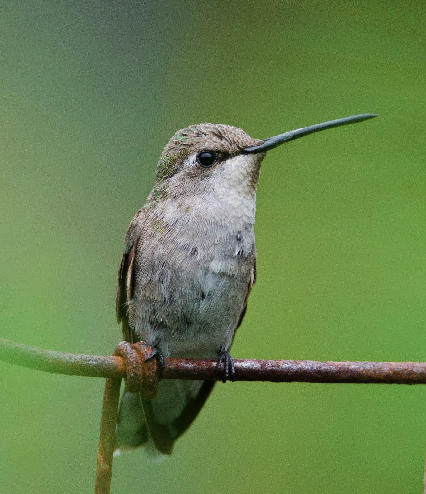 Gordon's Birding Adventures: Hummingbirds in Arizona