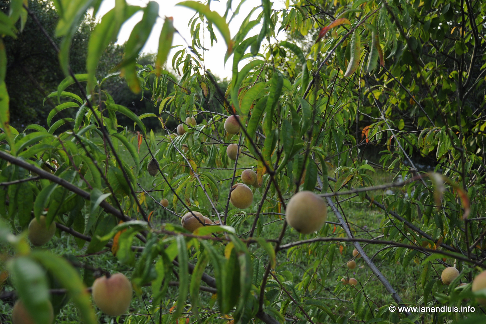Tales from Toriello: Foraging for the wild peach