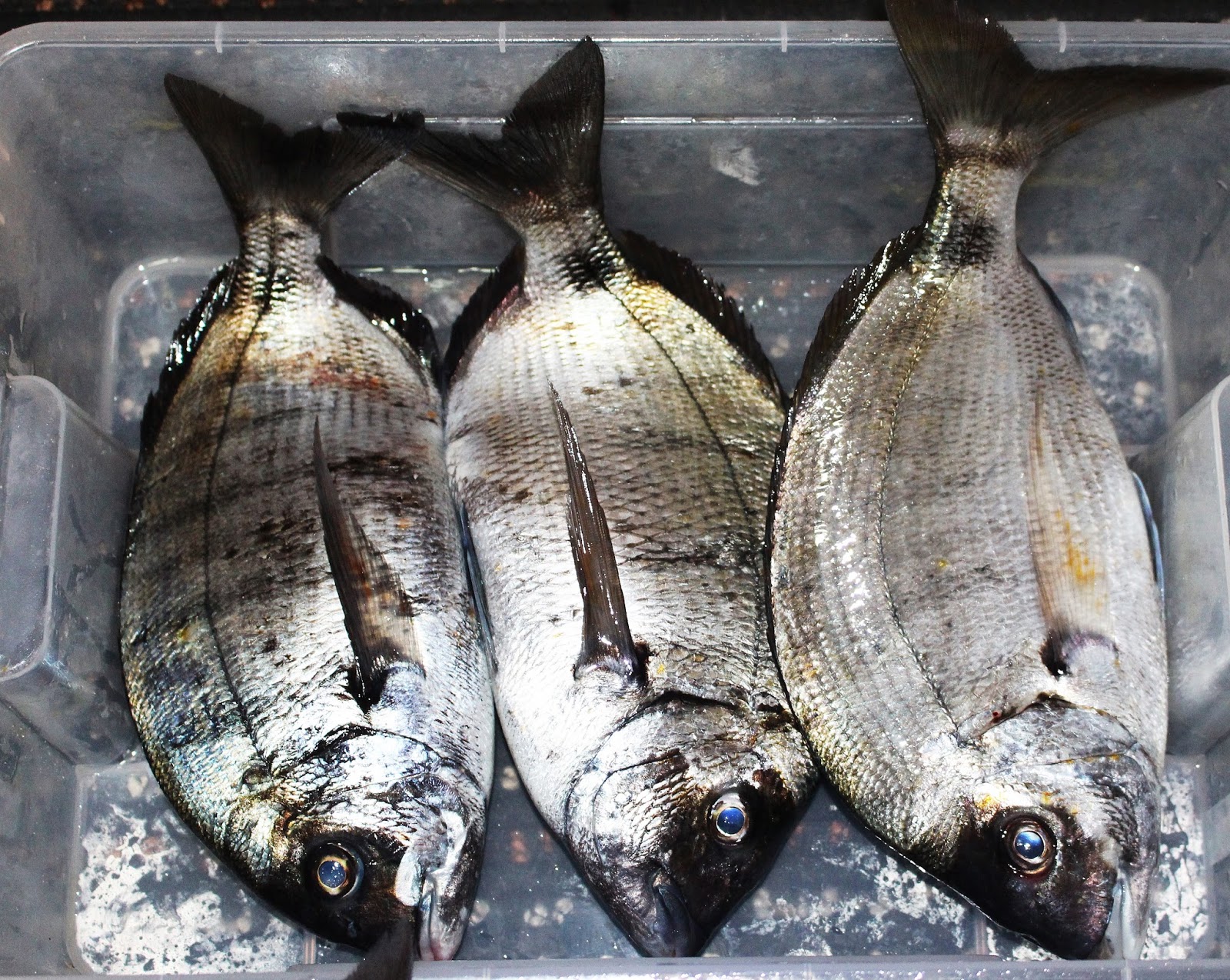 Litoral alentejano surf e pesca: Sargos de Outubro.