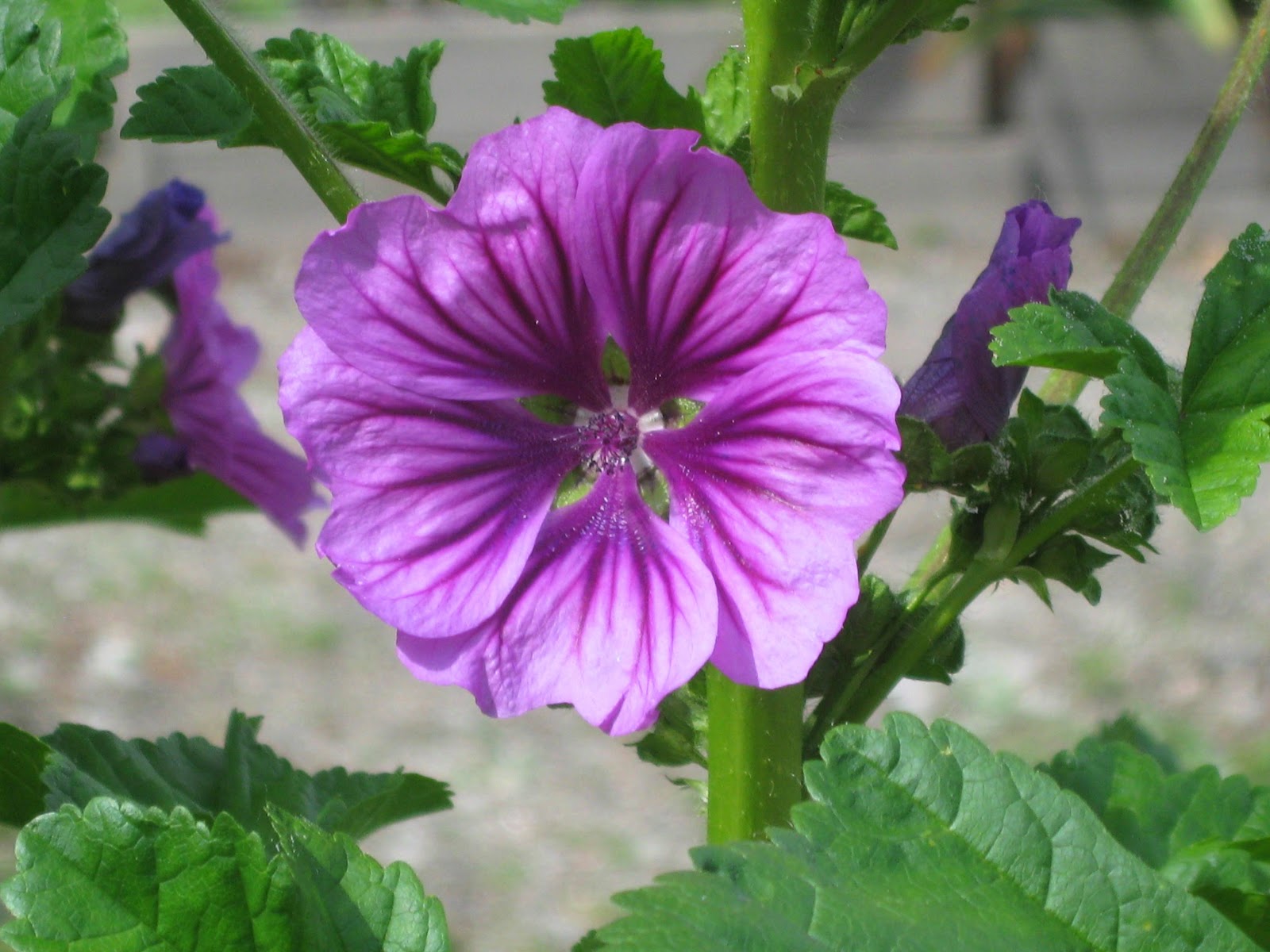 Strathcona Beekeepers' Library: Vancouver Bee Plants