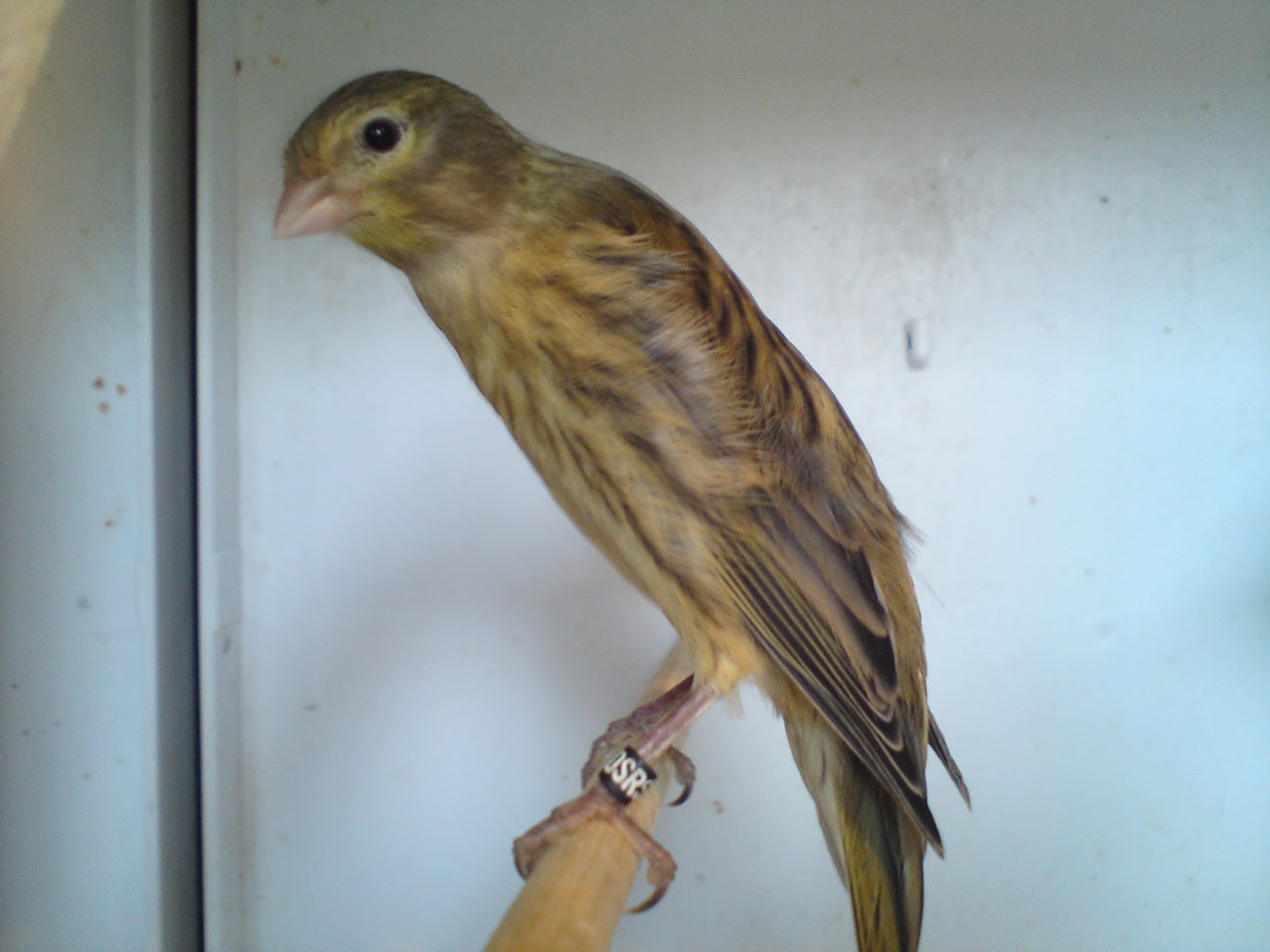 a scotch fancy canary blog: August 2013