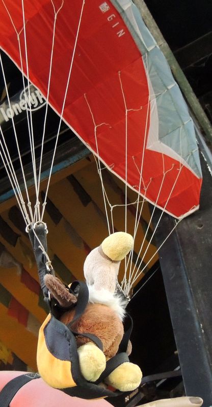 Faszination Geier: Ein Geier möchte um die Welt reisen IX