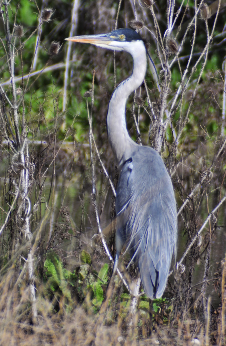 Aves con Historia: Leyenda de la garza mora (1ra. Parte)