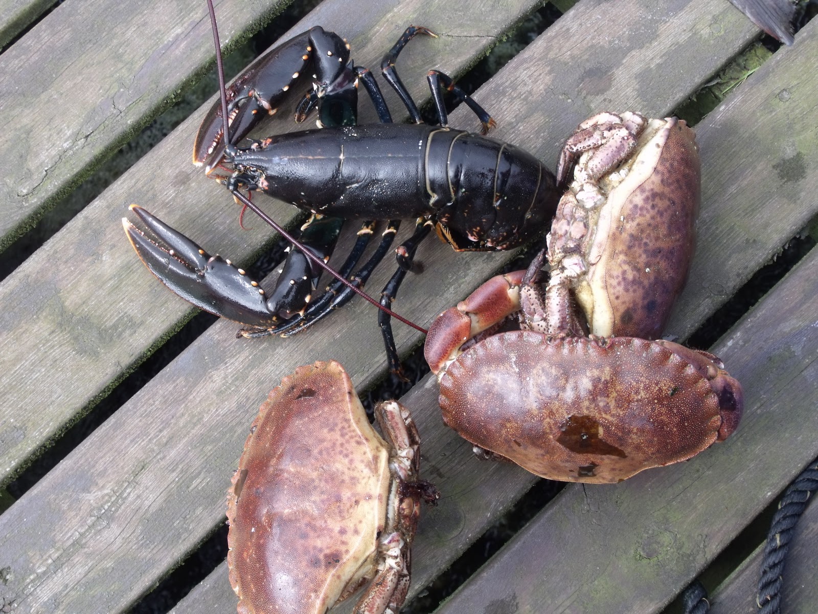 Min Holme: Tid for krabbe... og snart tid for hummer.