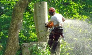 How to Choose a Tree Surgeon to Provide the Best Tree Care Service ...