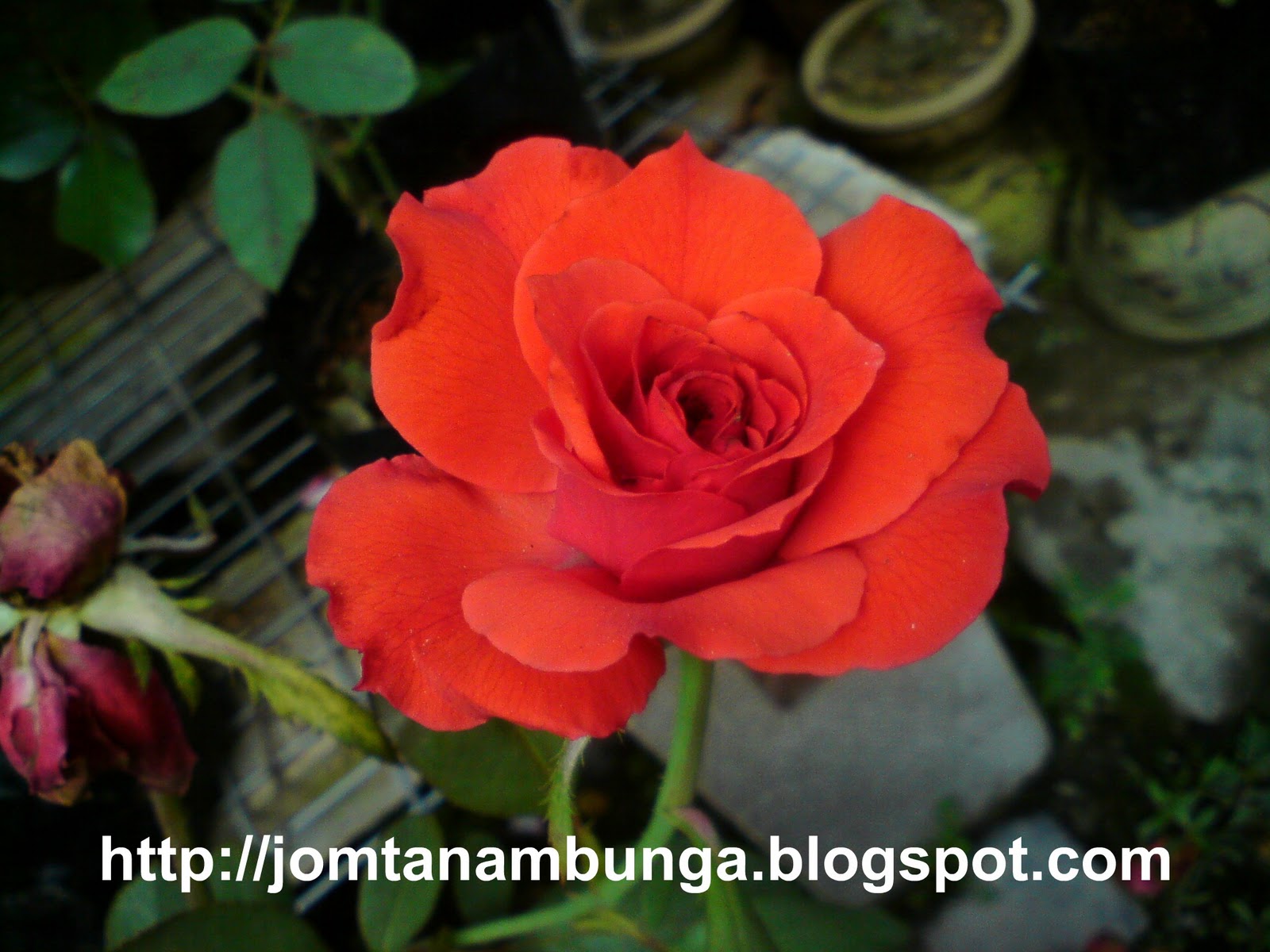 Jom Tanam Bunga: Album Bunga