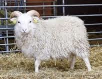 Pashudhan and Animal Science : Livestock Species of Sweden