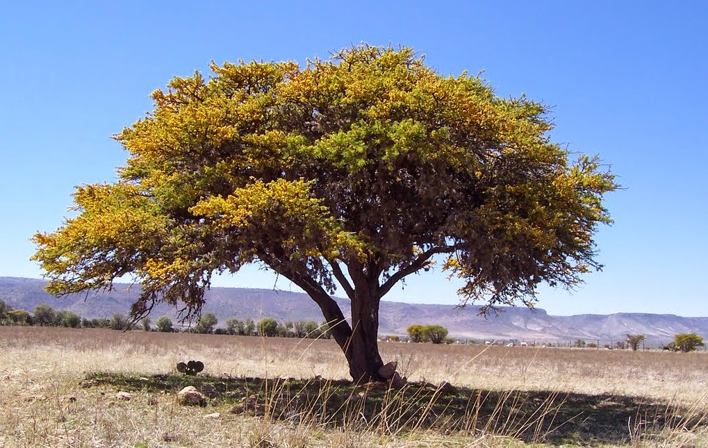 Matorral Xerófilo : Flora existente en los matorrales xerófilos